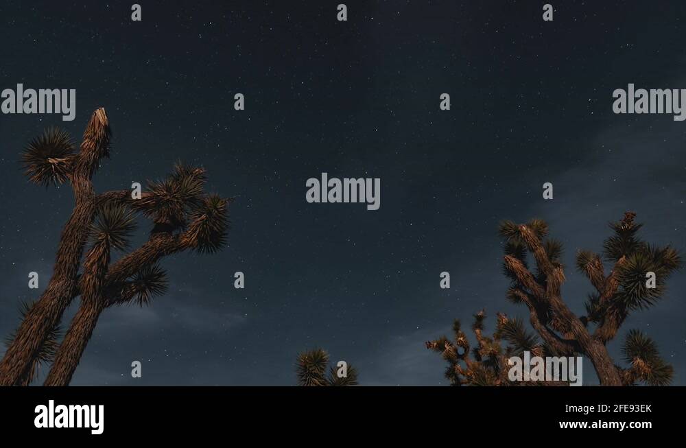 Night sky trees Stock Videos & Footage - HD and 4K Video Clips - Alamy