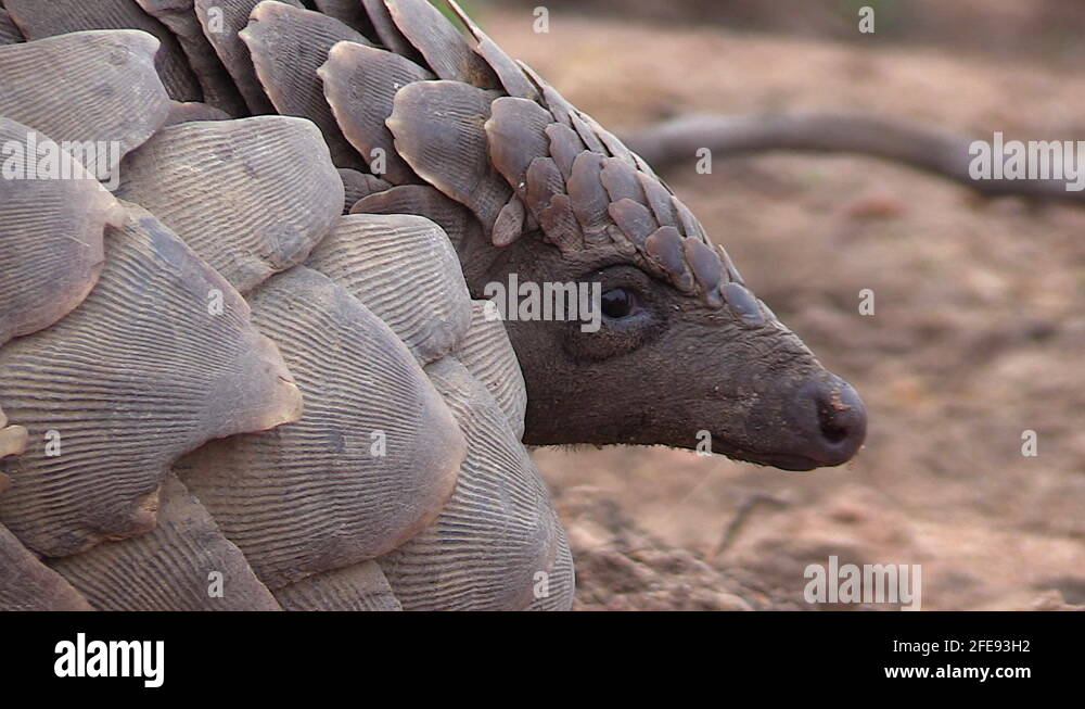 Pangolin head view Stock Videos & Footage - HD and 4K Video Clips - Alamy