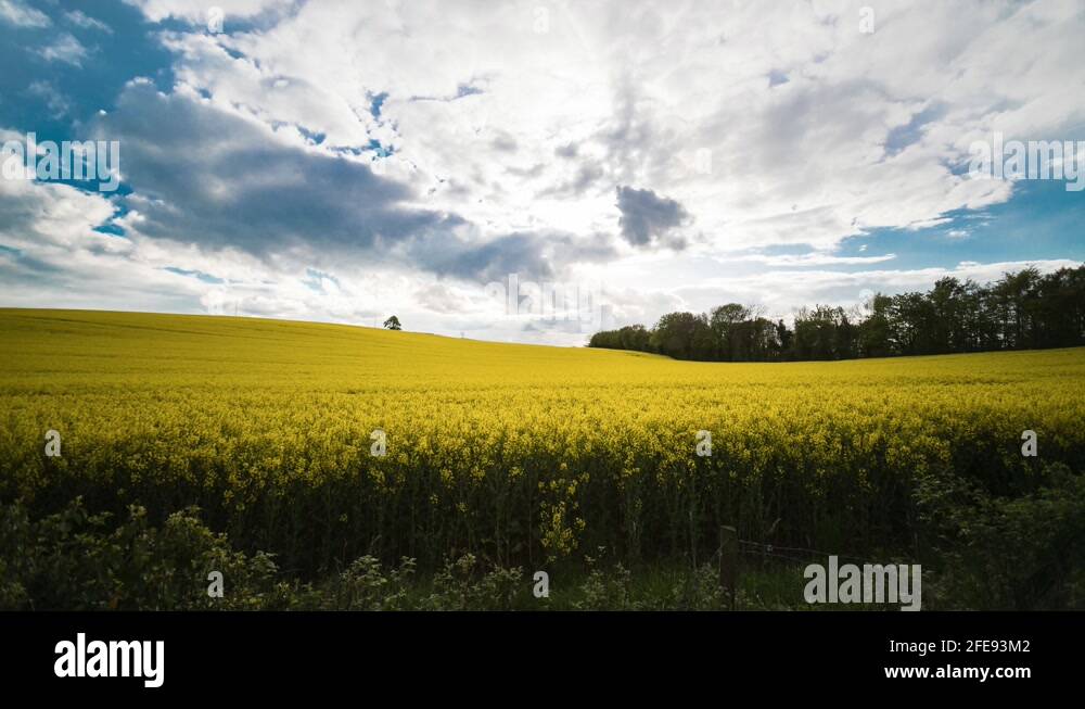 Scottish rapeseed Stock Videos & Footage - HD and 4K Video Clips - Alamy
