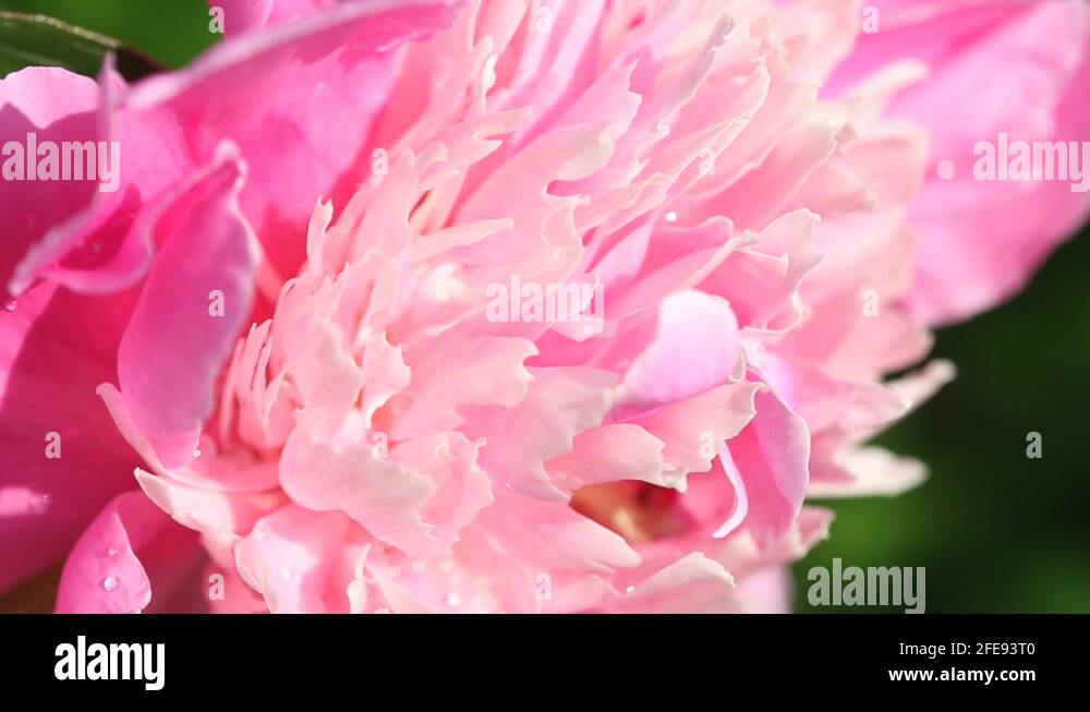 Wild peony paeonia officinalis Stock Videos & Footage - HD and 4K Video ...