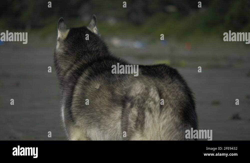 Husky island Stock Videos & Footage - HD and 4K Video Clips - Alamy