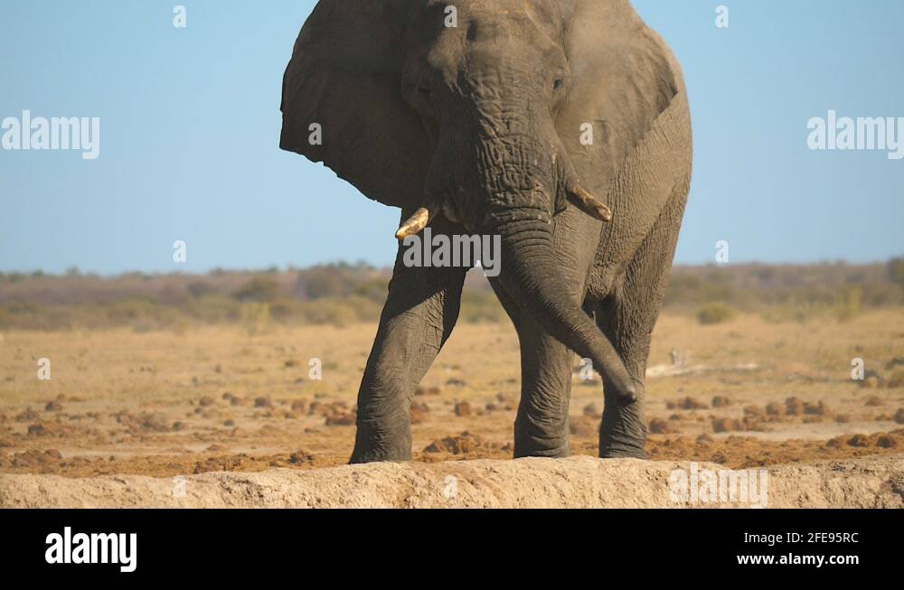 Kalahari elephant Stock Videos & Footage - HD and 4K Video Clips - Alamy