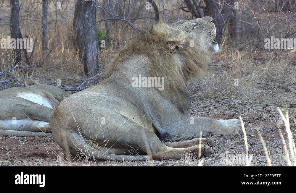 Air grunt Stock Videos & Footage - HD and 4K Video Clips - Alamy