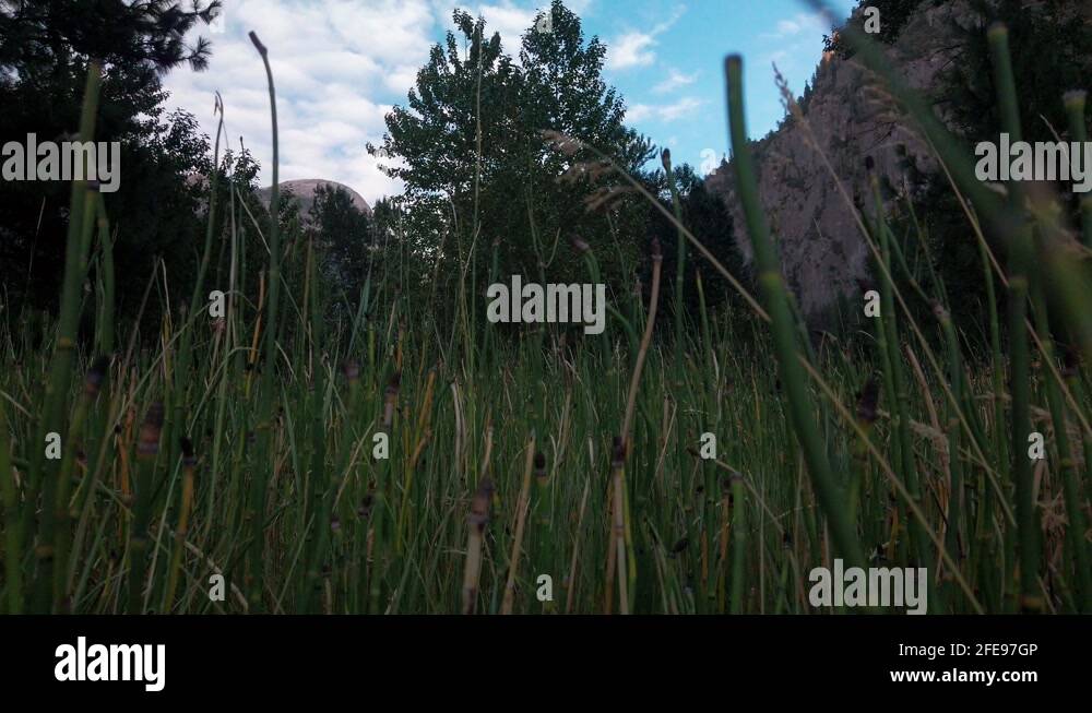 Stalks of trees Stock Videos & Footage - HD and 4K Video Clips - Alamy