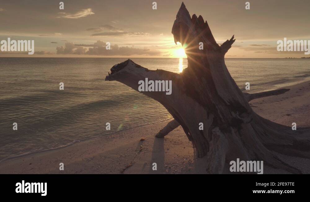 Tree stump beach Stock Videos & Footage - HD and 4K Video Clips - Alamy