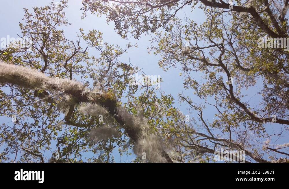 Southern live oak tree Stock Videos & Footage - HD and 4K Video Clips ...