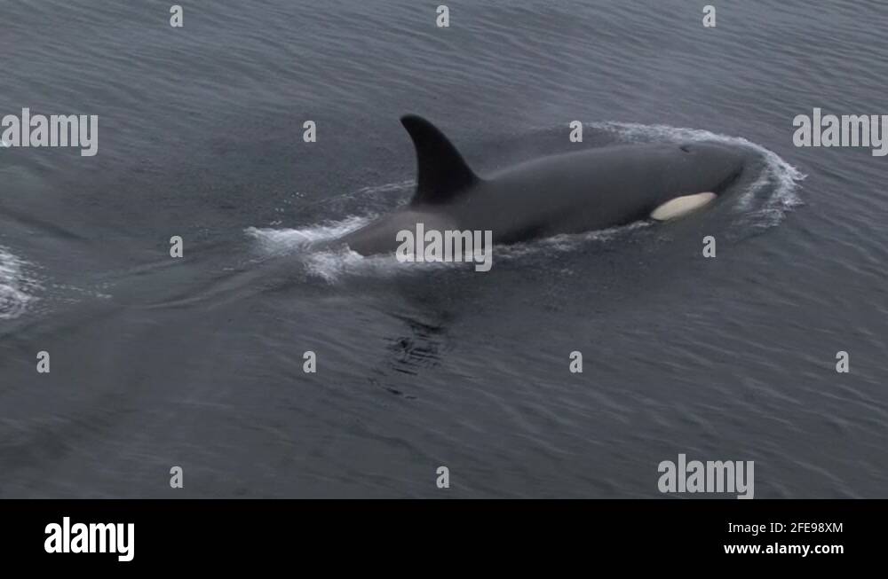 Female killer whale Stock Videos & Footage - HD and 4K Video Clips - Alamy