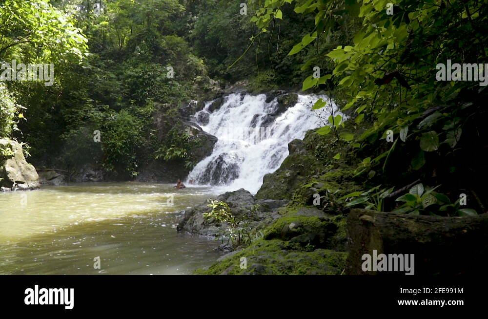 Forest paradise Stock Videos & Footage - HD and 4K Video Clips - Alamy