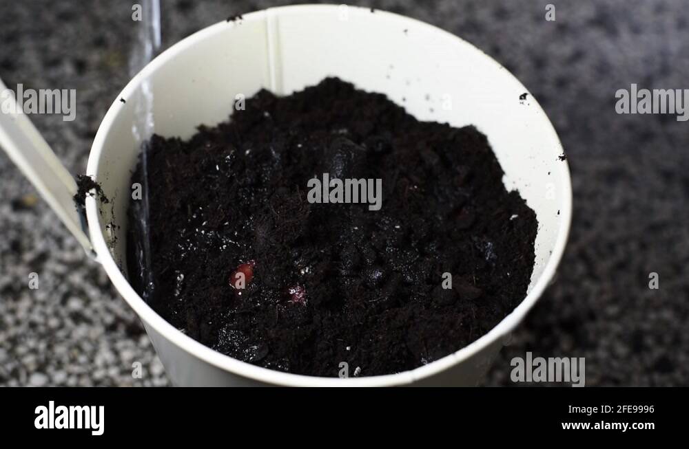 Watering pot of soil Stock Videos & Footage - HD and 4K Video Clips - Alamy