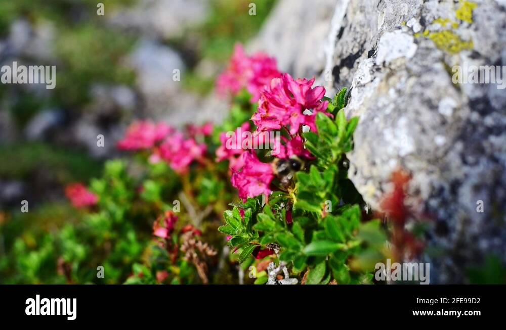Alpine pink flower Stock Videos & Footage - HD and 4K Video Clips - Alamy