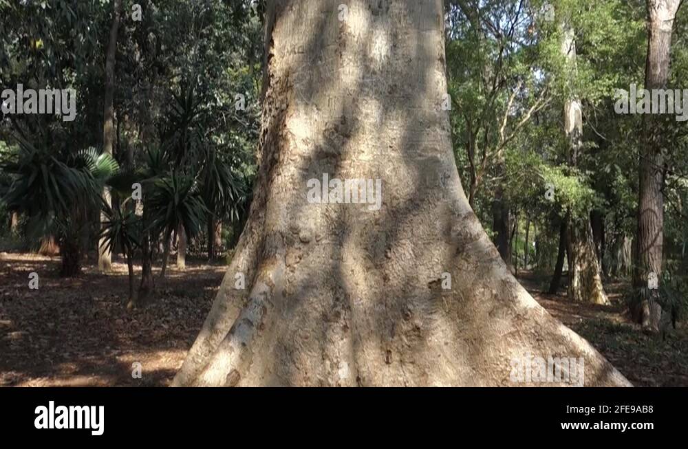 Trunk of a tall tree Stock Videos & Footage - HD and 4K Video Clips - Alamy