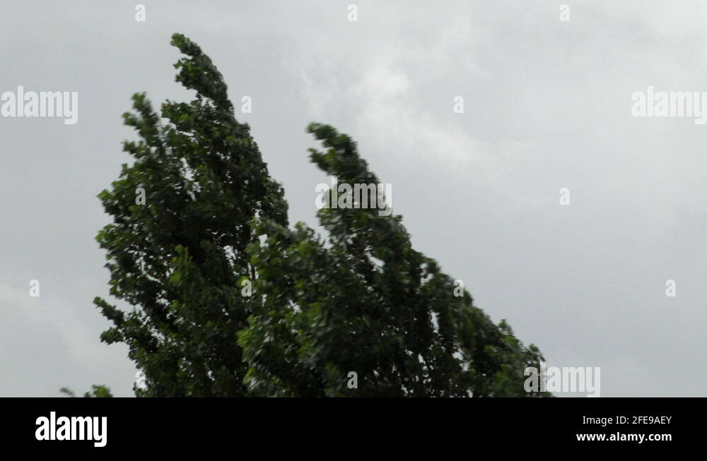 Ellen tree Stock Videos & Footage - HD and 4K Video Clips - Alamy