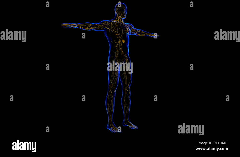 Lymph nodes 3d Stock Videos & Footage - HD and 4K Video Clips - Alamy