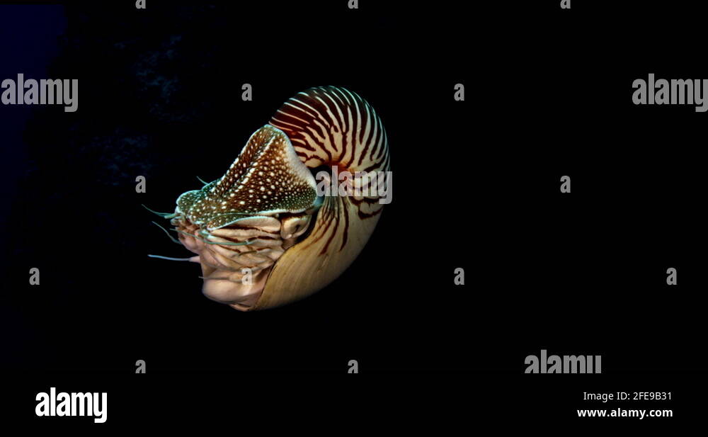 Nautilus prehistoric Stock Videos & Footage - HD and 4K Video Clips - Alamy