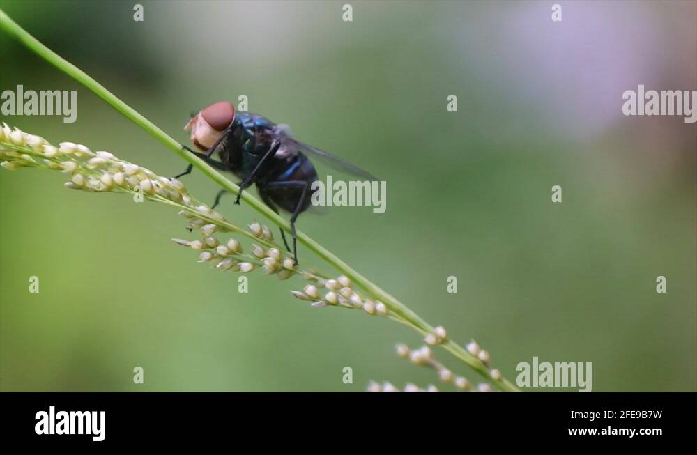 Insect insects fly flies wing wings Stock Videos & Footage - HD and 4K ...