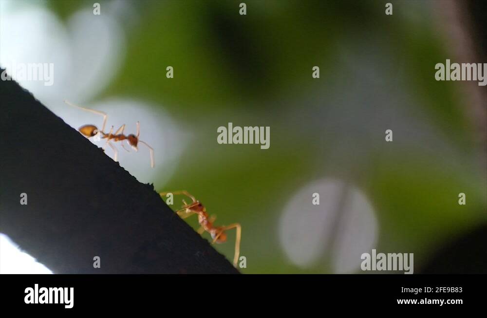 Fire ants are several species of ants in the genus Solenopsis. They are ...