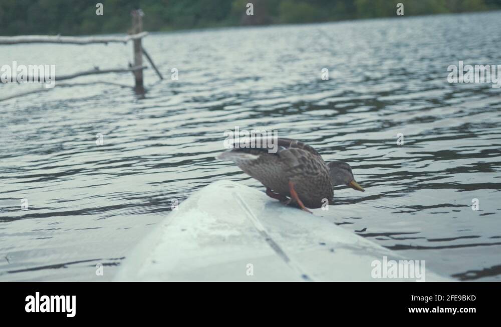 Duck surfboard Stock Videos & Footage - HD and 4K Video Clips - Alamy