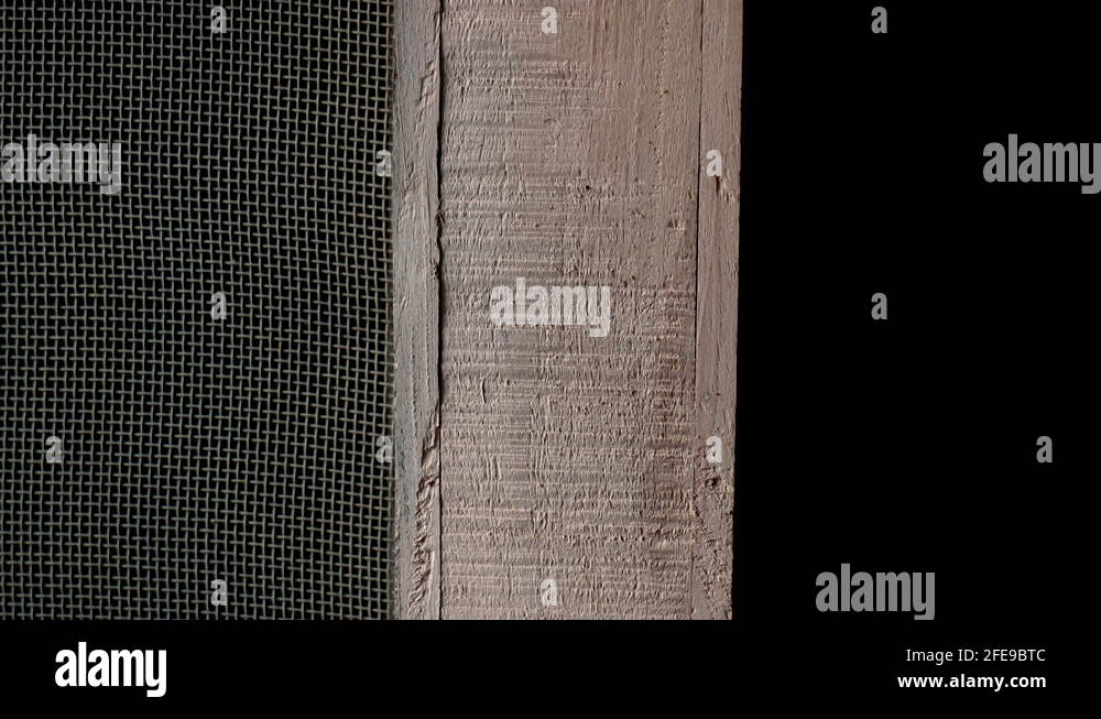 Dried Mud Cocoon on the wooden window by Sceliphron wasps, also called ...