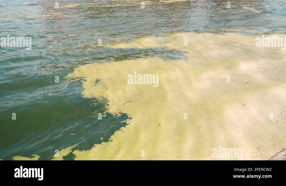 Algae on the lake Stock Videos & Footage - HD and 4K Video Clips - Alamy