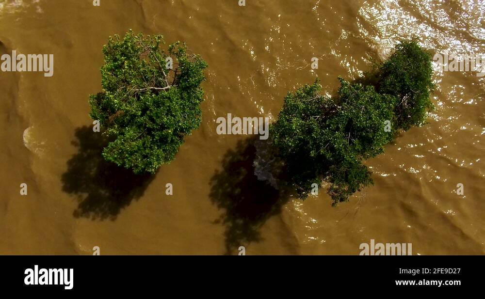Amazon mangrove Stock Videos & Footage - HD and 4K Video Clips - Alamy