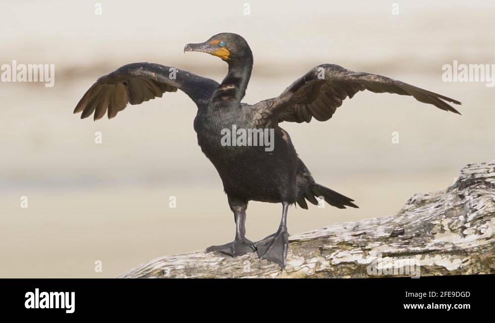 cormorant spreading wings on beach log on a windy day in slow motion ...