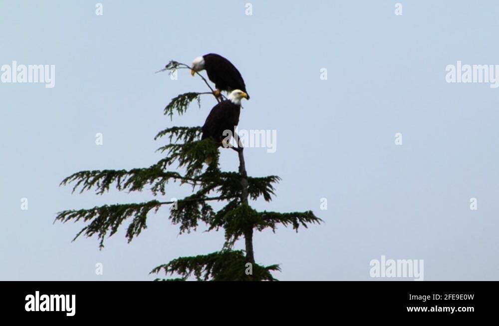 Sitka tree Stock Videos & Footage - HD and 4K Video Clips - Alamy