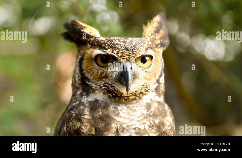 Great horned owl face profile Stock Videos & Footage - HD and 4K Video ...