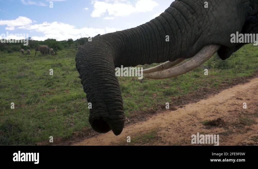 Elephant with big trunk Stock Videos & Footage - HD and 4K Video Clips ...