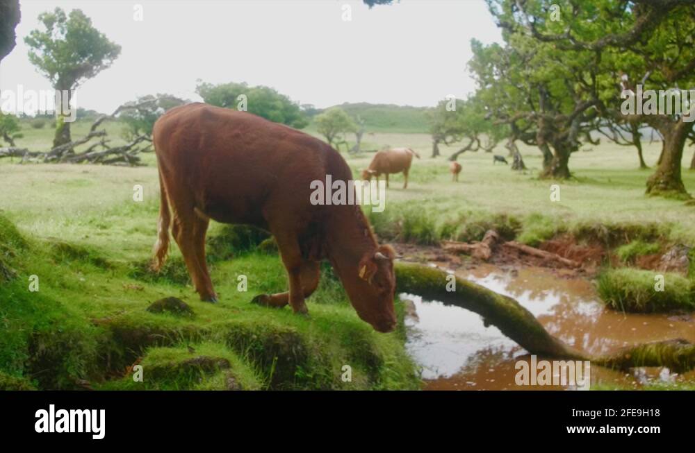 Kneeling cow Stock Videos & Footage - HD and 4K Video Clips - Alamy