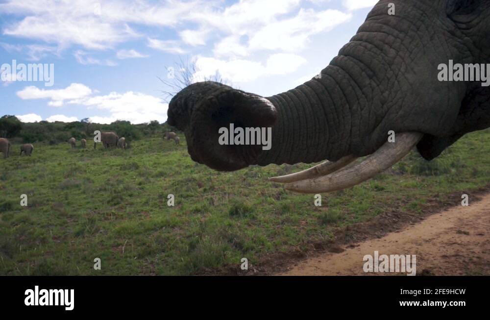 The elephant hi Stock Videos & Footage - HD and 4K Video Clips - Alamy