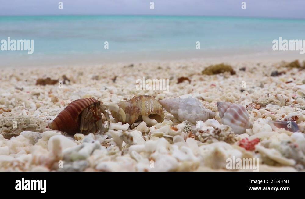 Wild hermit crab Stock Videos & Footage - HD and 4K Video Clips - Alamy