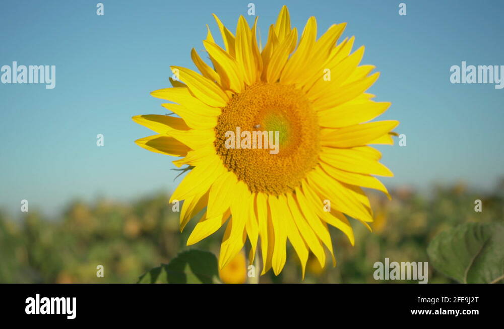 Freshness summer Stock Videos & Footage - HD and 4K Video Clips - Alamy