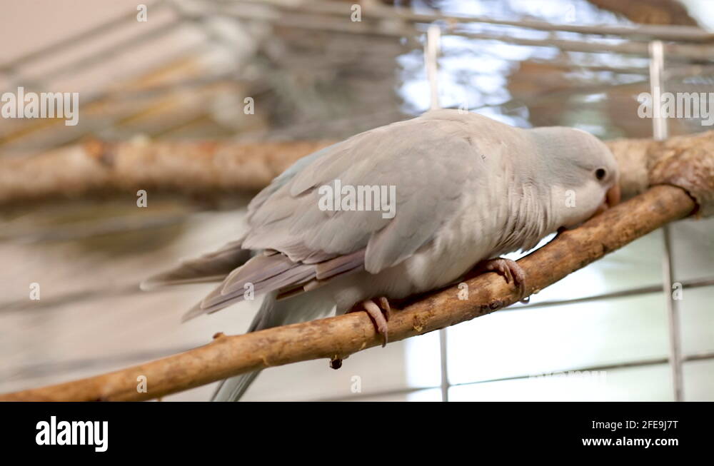 Fluffy parrot Stock Videos & Footage - HD and 4K Video Clips - Alamy