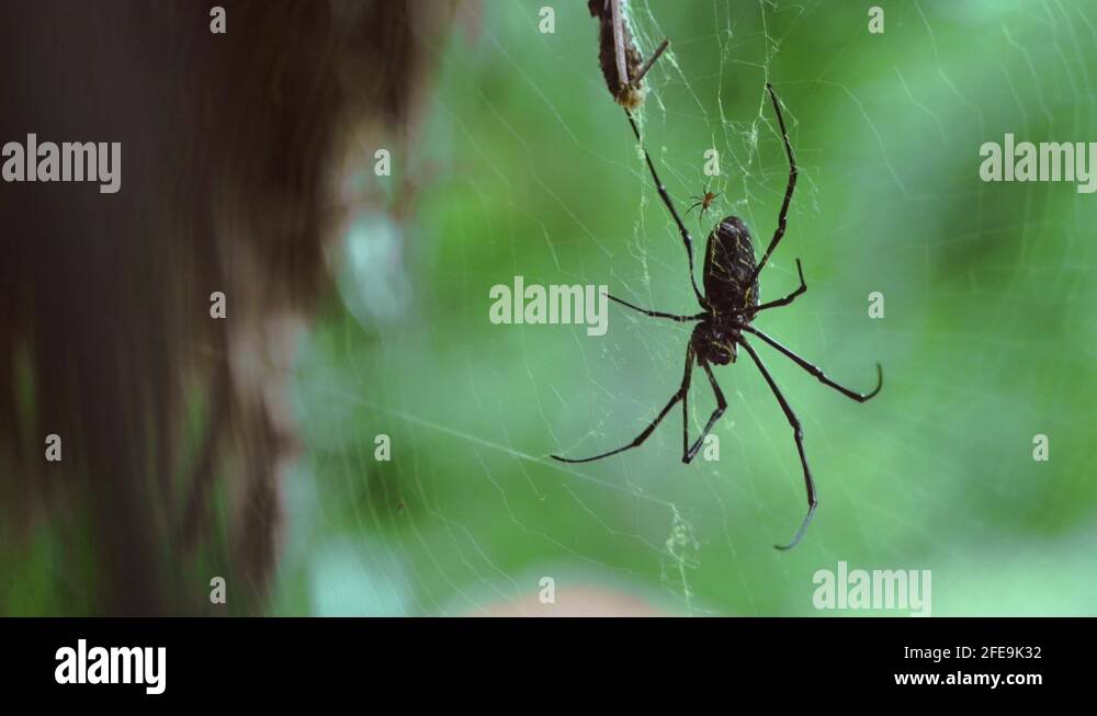 Spider mother Stock Videos & Footage - HD and 4K Video Clips - Alamy