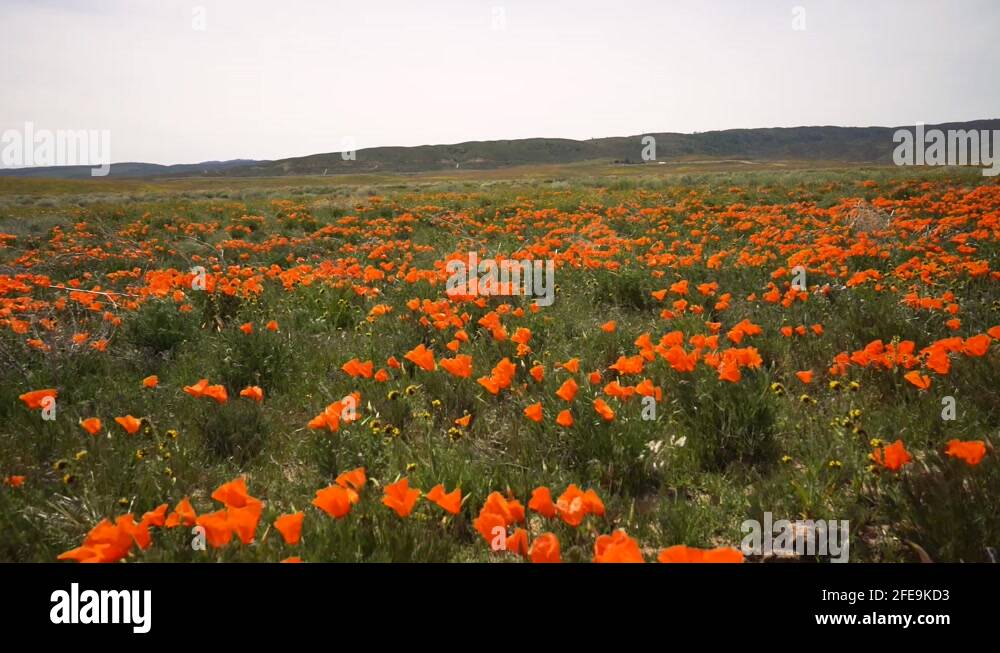 Angle dramatic Stock Videos & Footage - HD and 4K Video Clips - Alamy