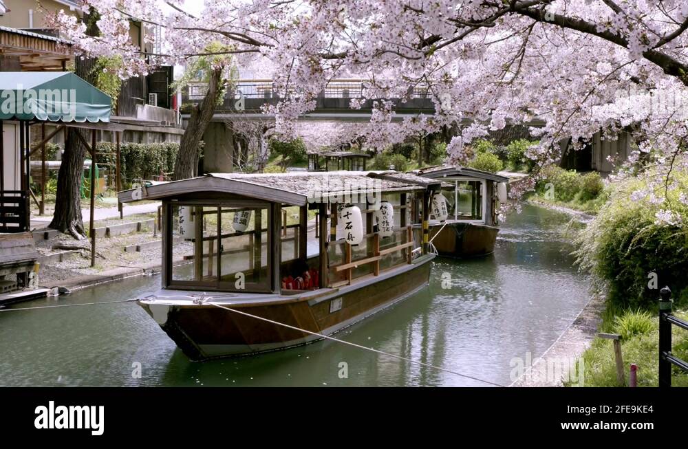 Cherry blossom tree on river Stock Videos & Footage - HD and 4K Video ...