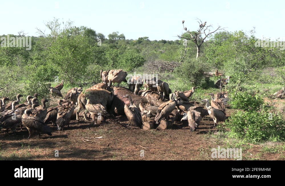 Africa flesh eating animals Stock Videos & Footage - HD and 4K Video ...