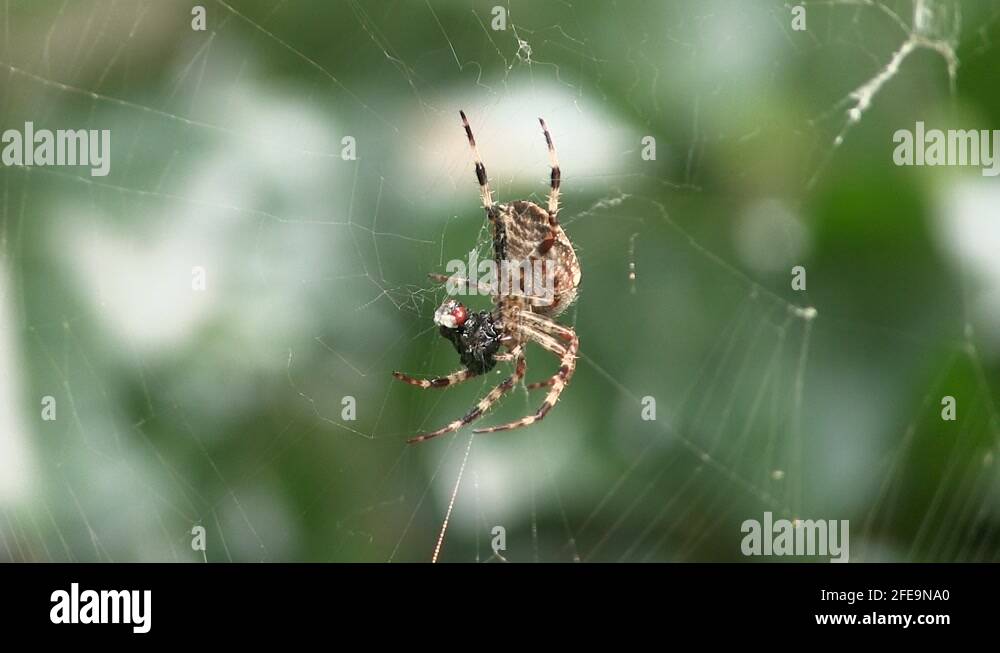 How does a spider make its web Stock Videos & Footage - HD and 4K Video ...