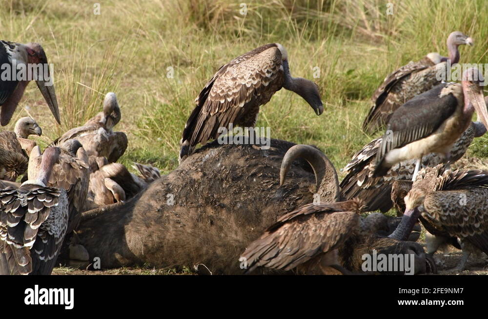 Vultures feed on the rotting carcass of a cape buffalo in Africa Stock ...