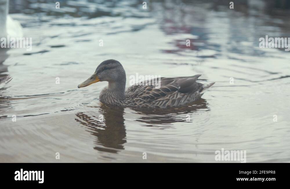 Long shallow swim Stock Videos & Footage - HD and 4K Video Clips - Alamy