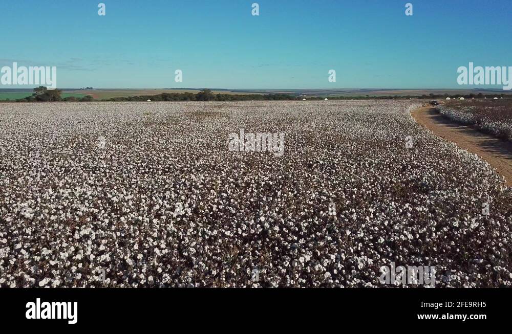 Cotton fields Stock Videos & Footage - HD and 4K Video Clips - Alamy