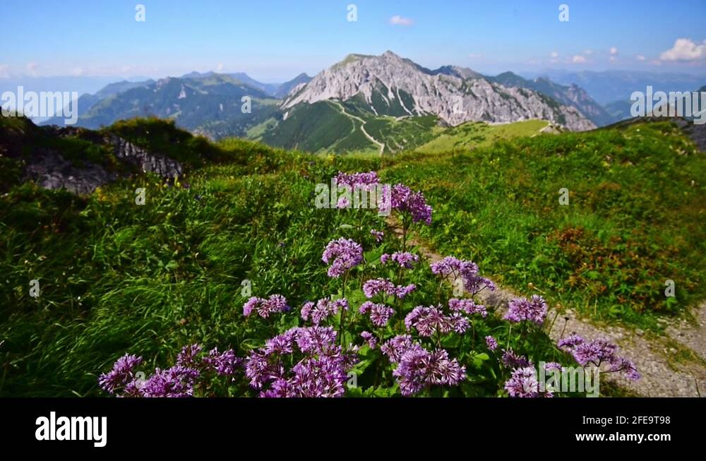 Purple alpine flowers Stock Videos & Footage - HD and 4K Video Clips ...
