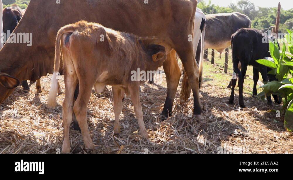 Brazil farm cow Stock Videos & Footage - HD and 4K Video Clips - Alamy