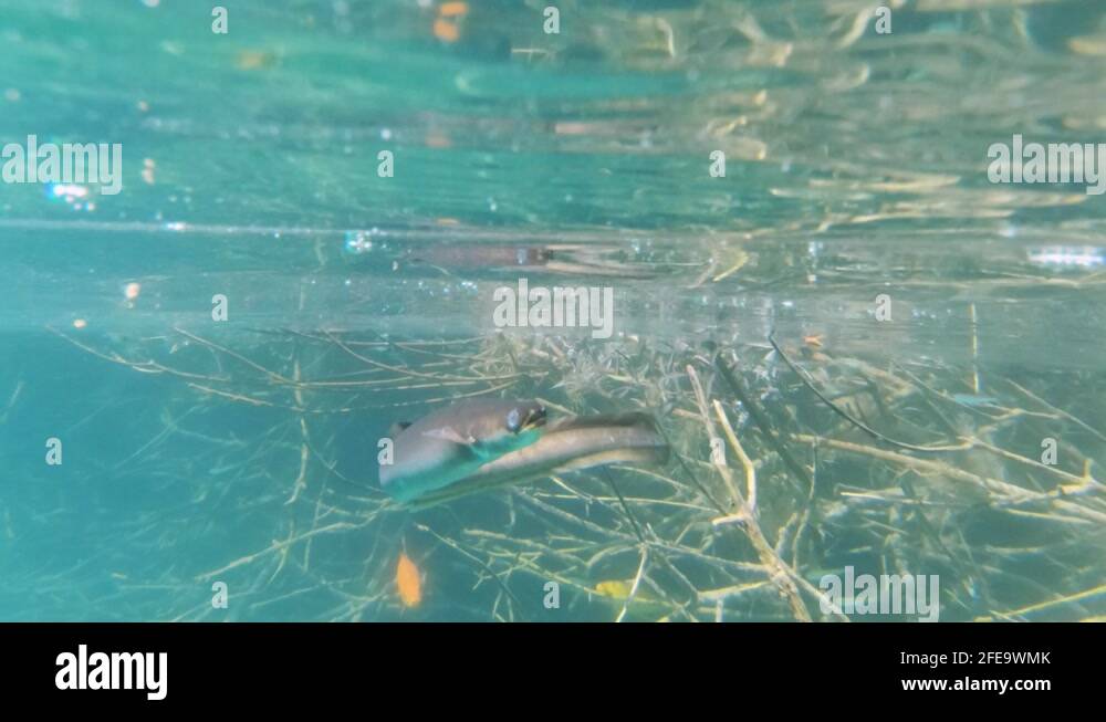 Crete turtle Stock Videos & Footage - HD and 4K Video Clips - Alamy