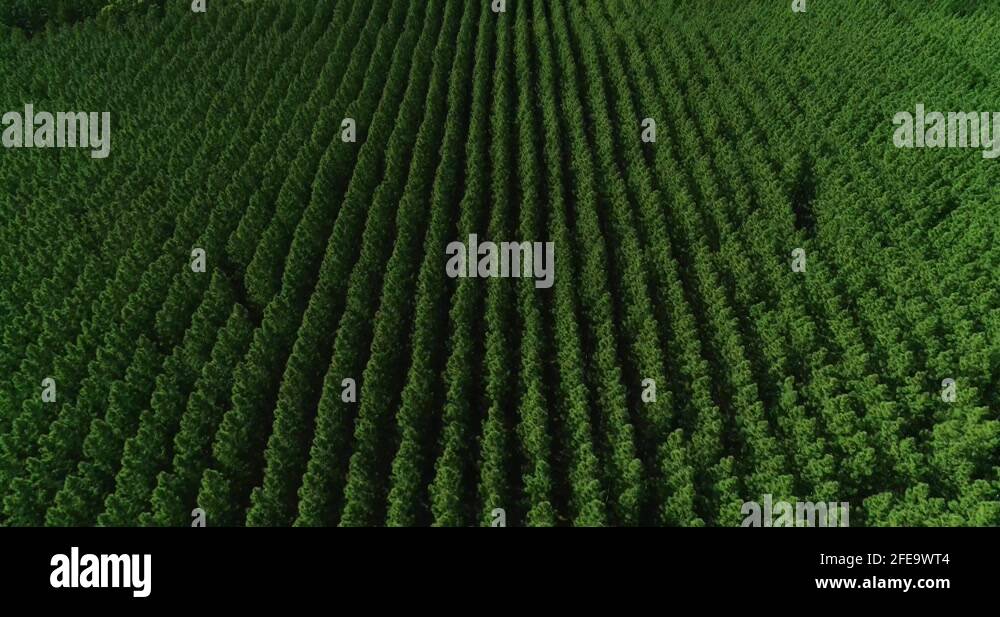 Rows pattern Stock Videos & Footage - HD and 4K Video Clips - Alamy