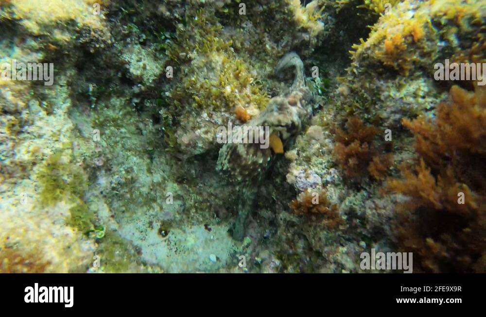 Octopus climbing Stock Videos & Footage - HD and 4K Video Clips - Alamy