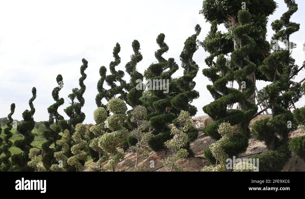 Spiral-topiary Stock Video Footage - Alamy