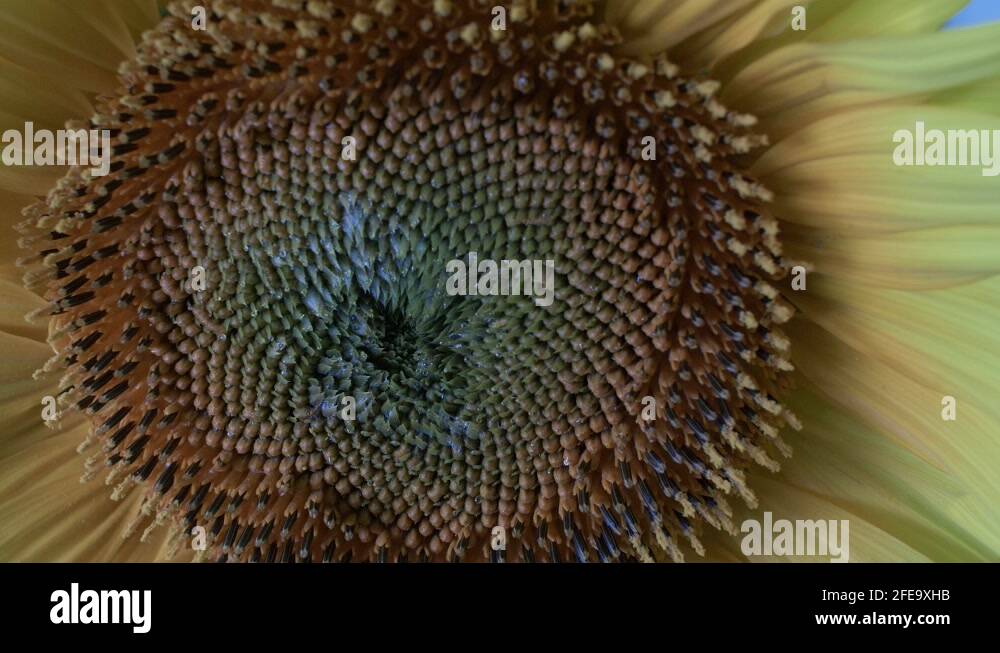 Fibonacci spiral sunflower Stock Videos & Footage - HD and 4K Video ...