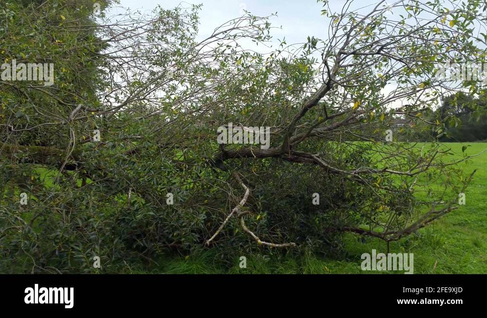 Storm wind gale damage Stock Videos & Footage - HD and 4K Video Clips ...