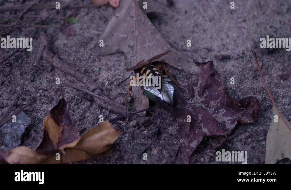 Sphecius Speciosus (Eastern Cicada Killer) Hauling its Paralyzed Prey ...